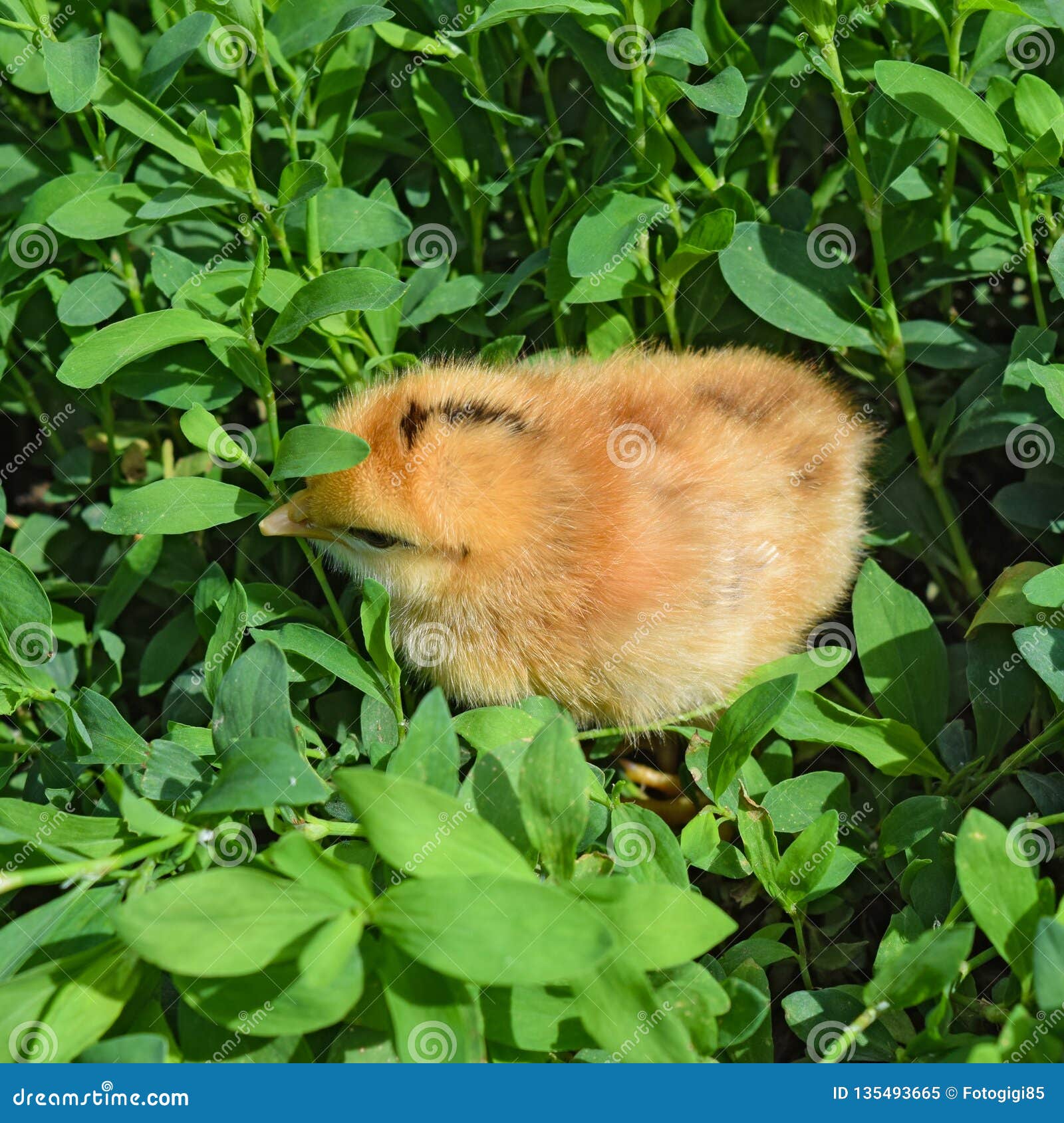 Daily Chicken. Maintenance of Poultry Stock Image - Image of ...