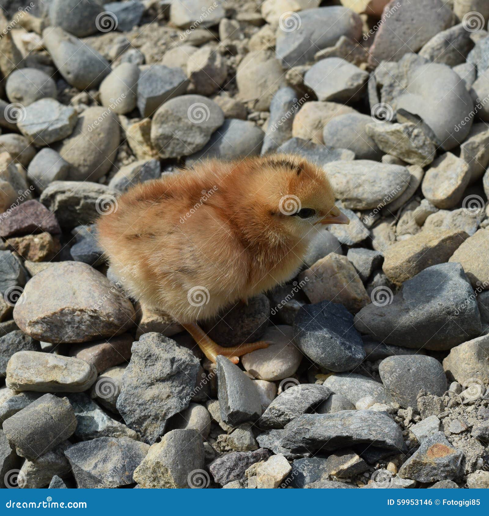 Daily Chicken. Maintenance of Poultry. Stock Photo - Image of domestic ...
