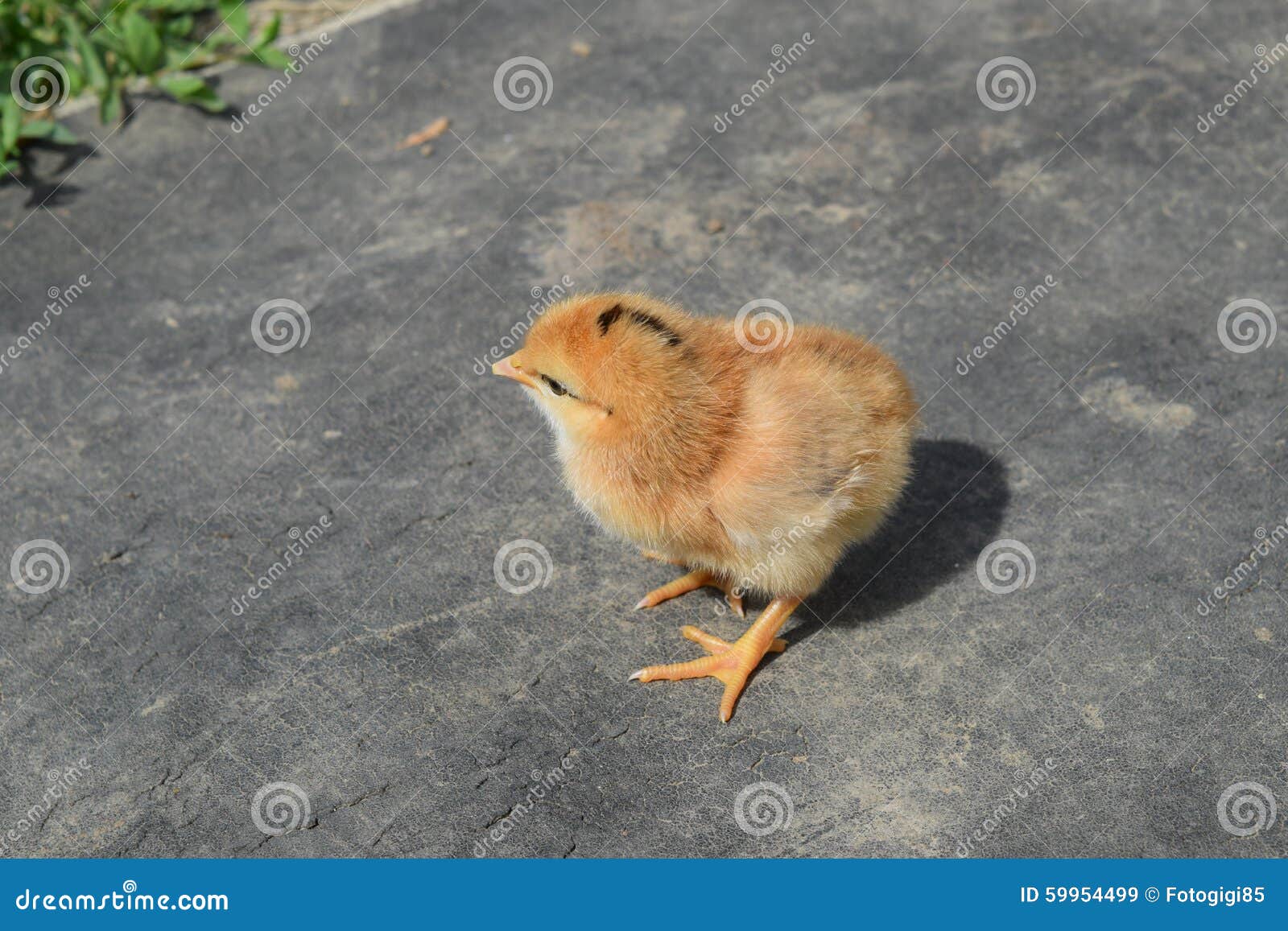 Daily Chicken. Maintenance of Poultry. Stock Image - Image of forage ...