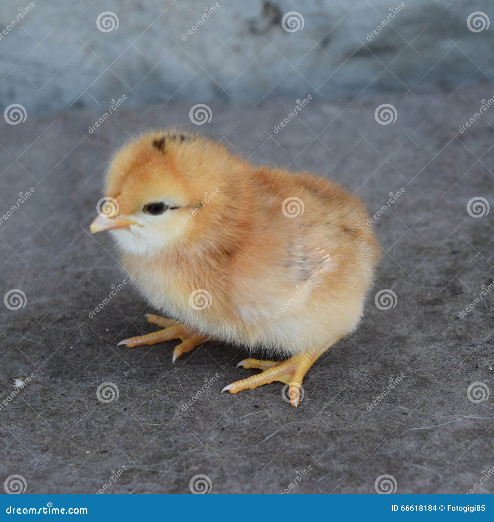 Daily Chicken. Maintenance of Poultry. Stock Photo - Image of fowl ...