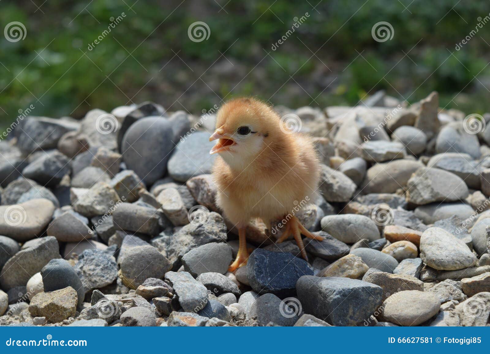 Daily Chicken. Maintenance of Poultry. Stock Image - Image of ...