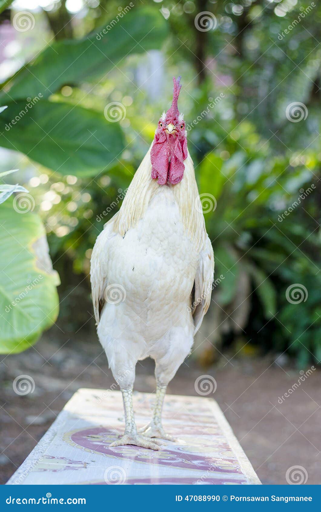 Chicken a male chicken stock photo. Image of feathers - 47088990