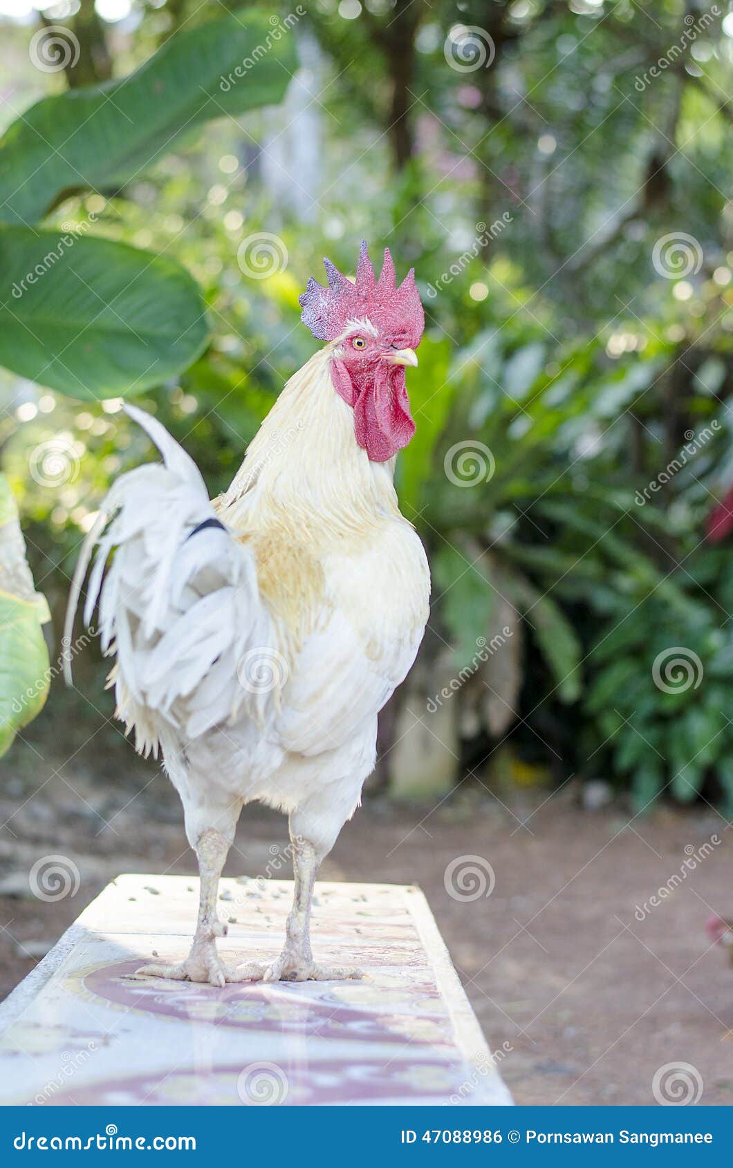 Chicken a Male Chicken of Pets Stock Photo - Image of fowl, chicken ...