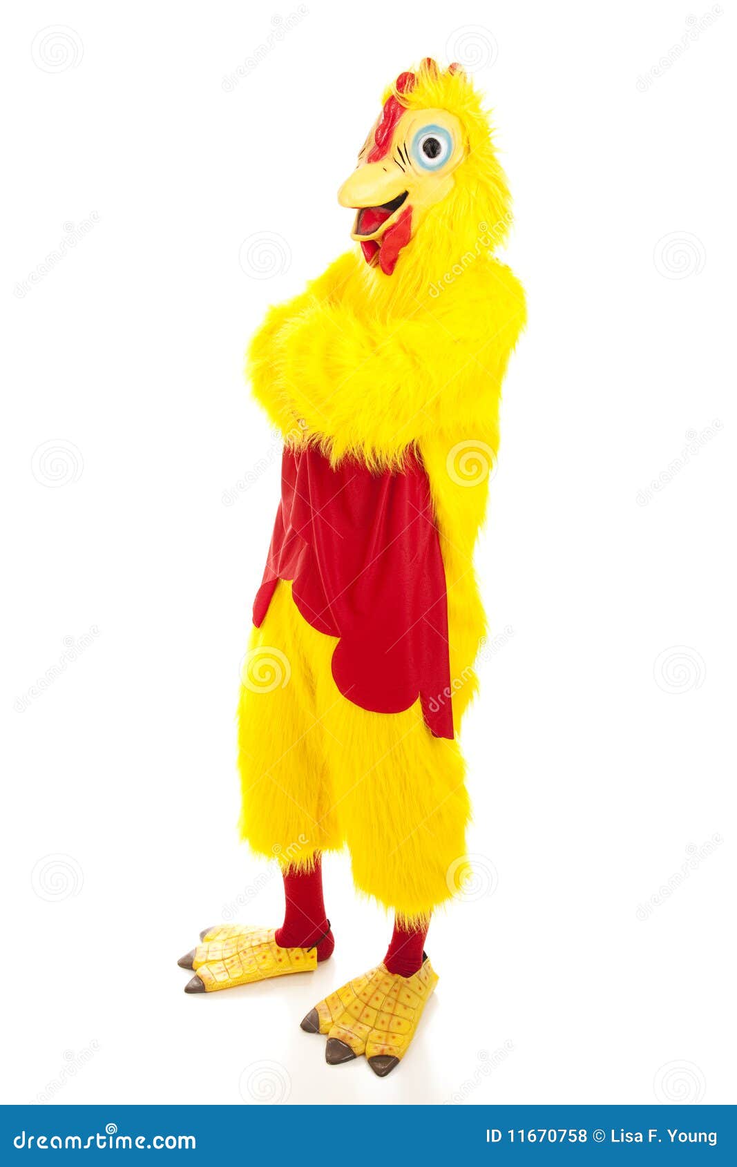 Chicken Man - Arms Crossed stock photo. Image of animal - 11670758
