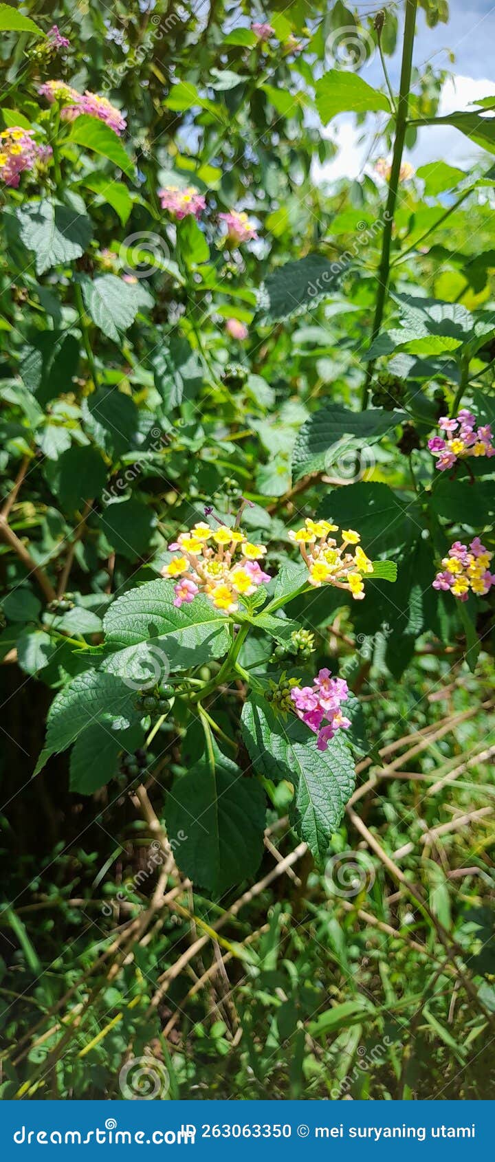 Chicken manure flowers stock photo. Image of grows, tropical - 263063350