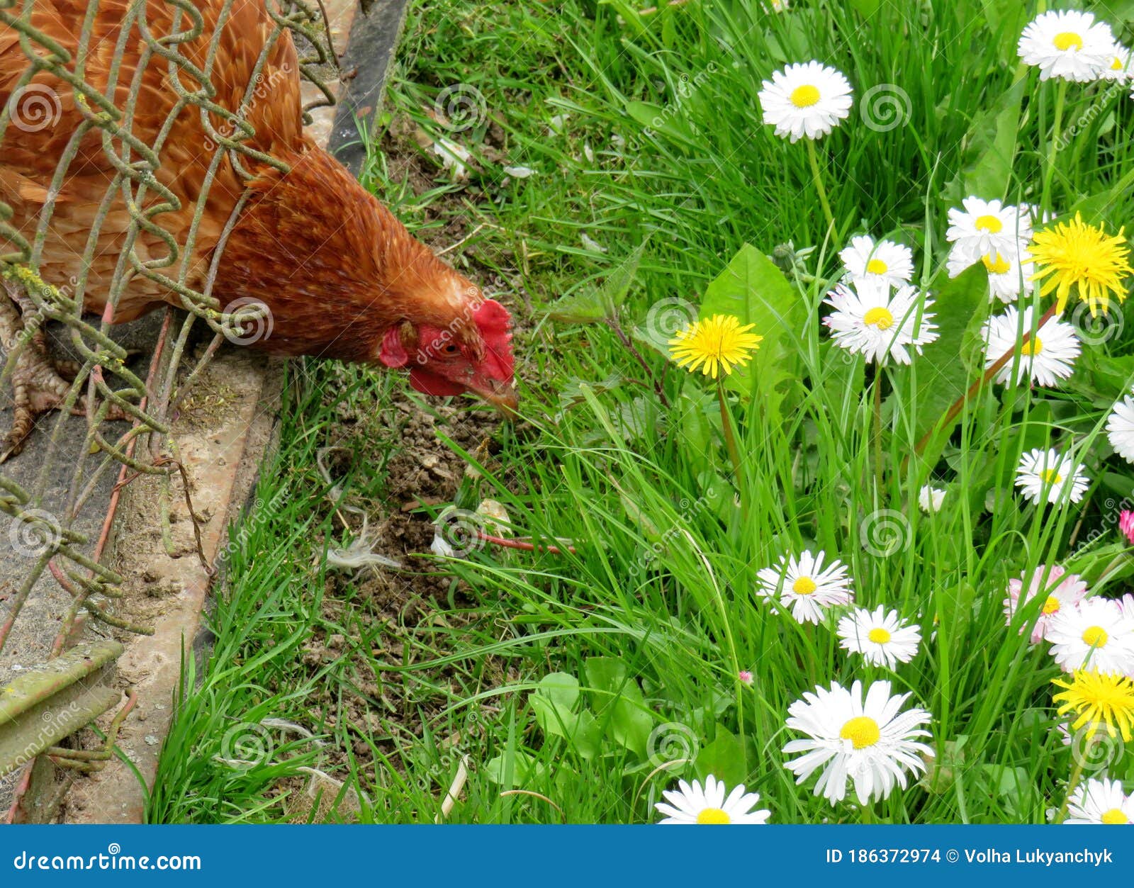 Chicken and Meadow with Daisies Stock Photo - Image of flora, farming ...