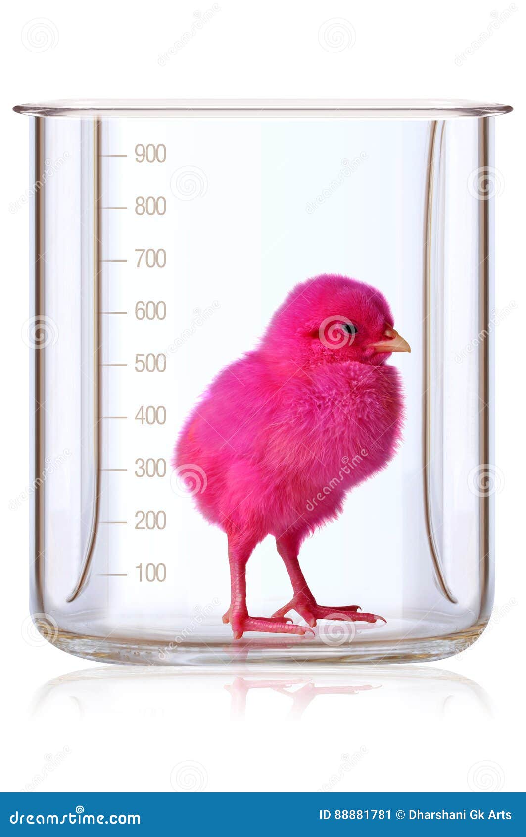 Chicken Measurement Testing Stock Image - Image of animal, genetic ...