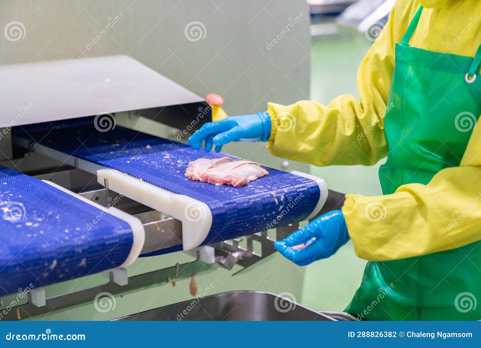 Chicken Meat Load Out from Automate Cutting Machine after Cut Stock ...