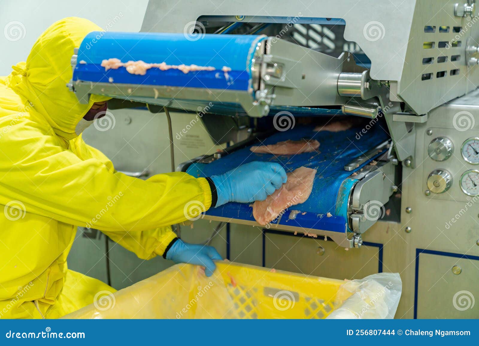 Chicken Meat Pass X-ray Machine Scan Metal or Solid Stock Photo - Image ...