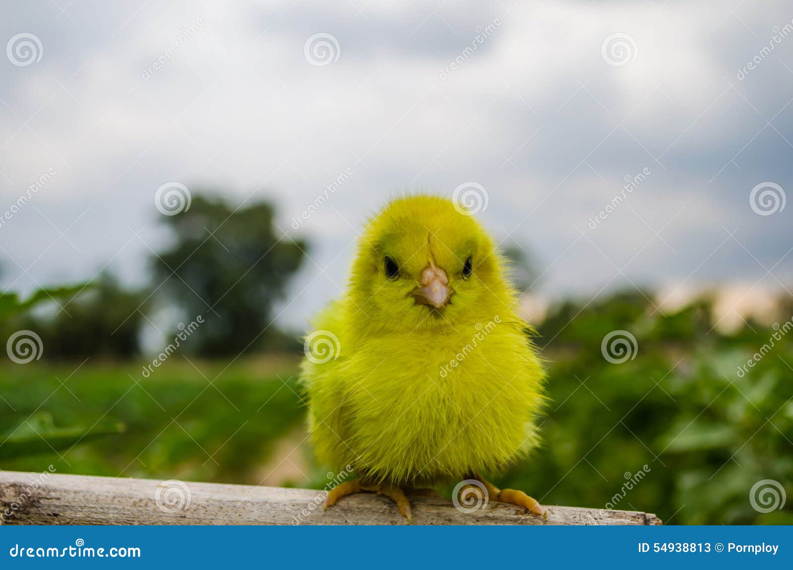 Chicken morning stock image. Image of tree, sunlight - 54938813