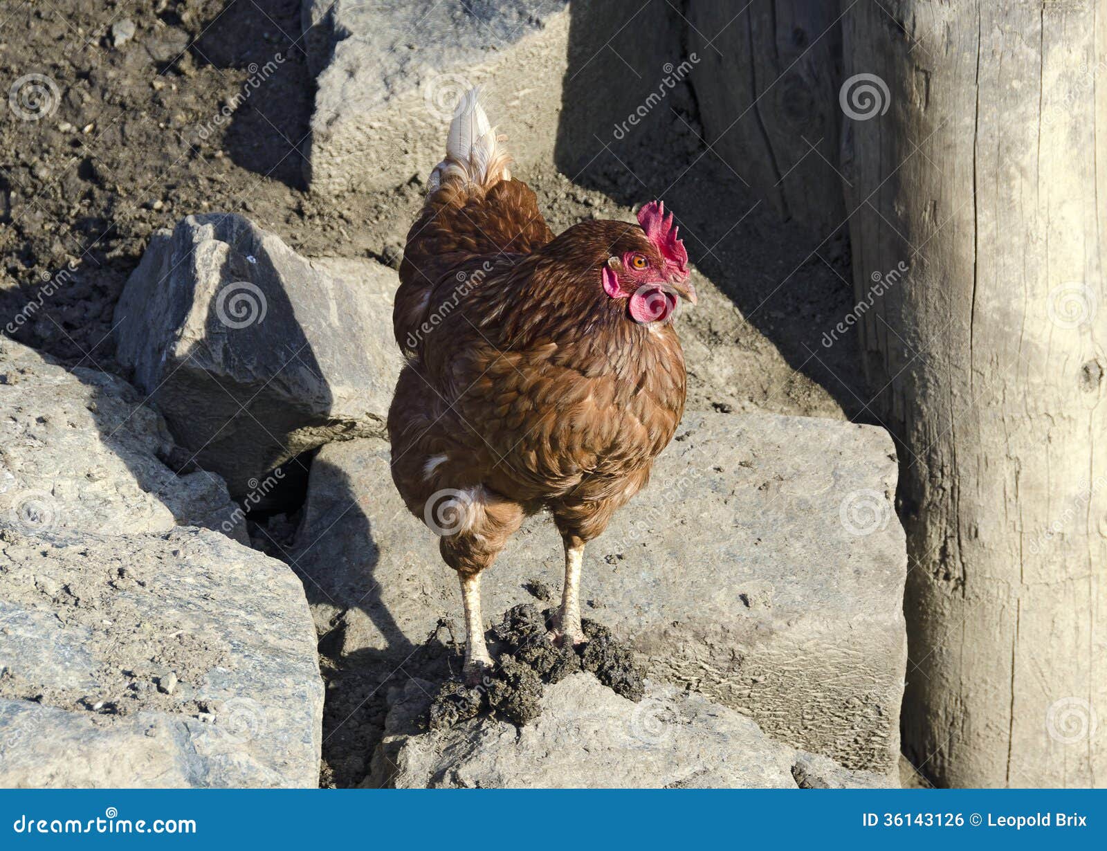 Chicken with mud stock photo. Image of standing, livestock - 36143126