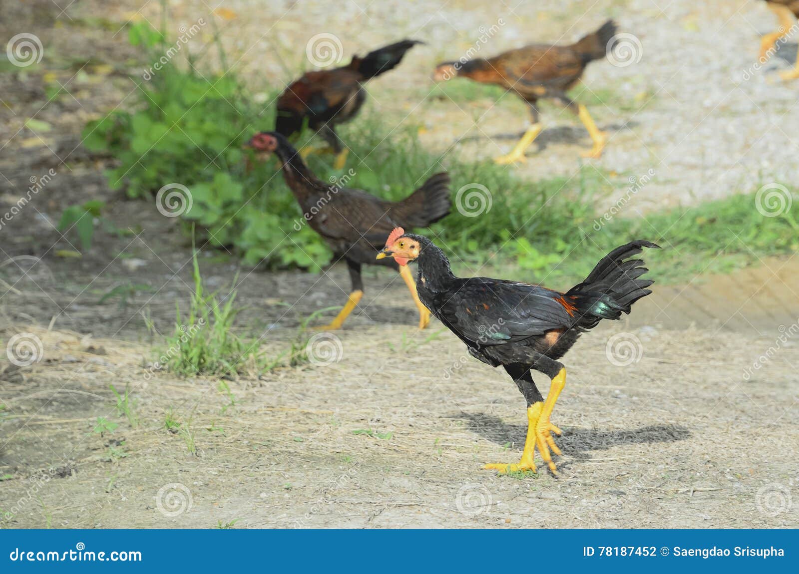 Chicken stock photo. Image of farmyard, meat, countryside - 78187452