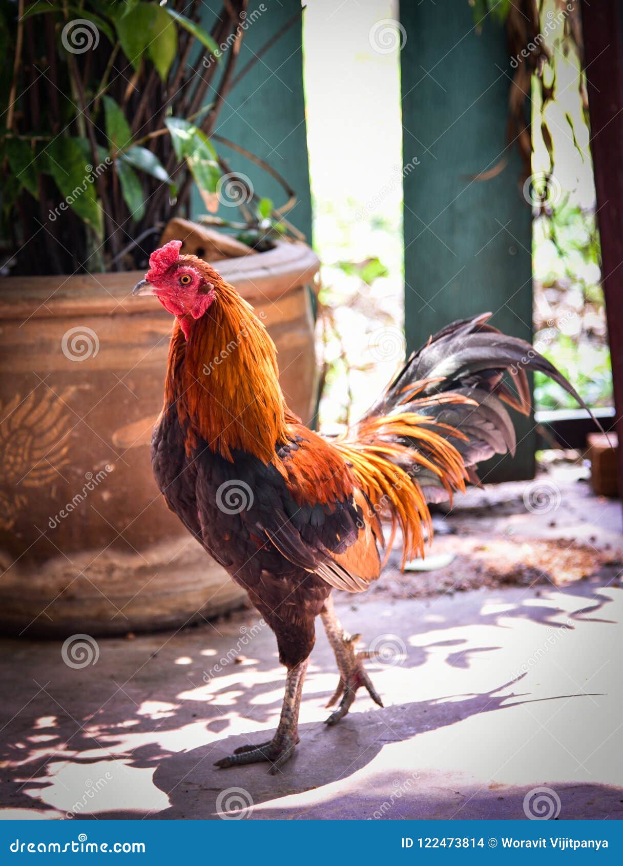 Chicken native Thailand stock photo. Image of meat, farm - 122473814
