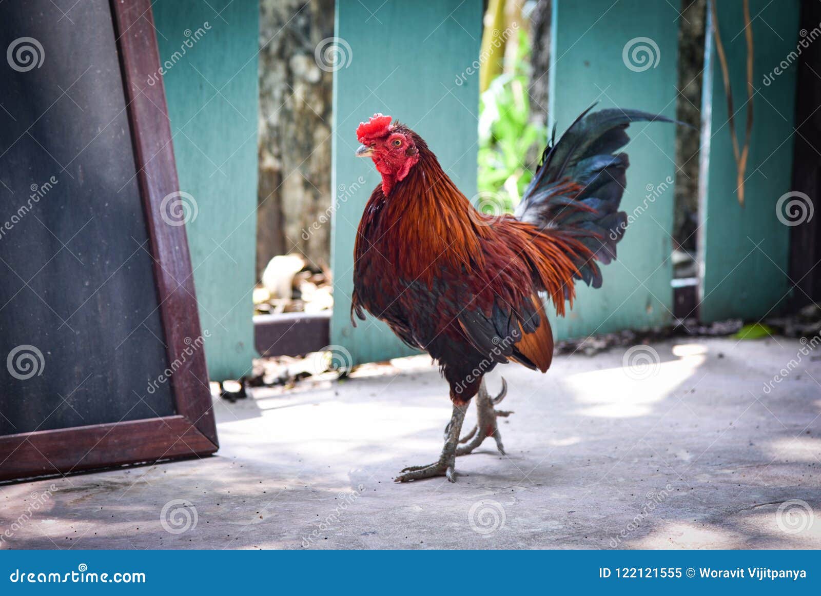 Chicken native Thailand stock image. Image of chick - 122121555