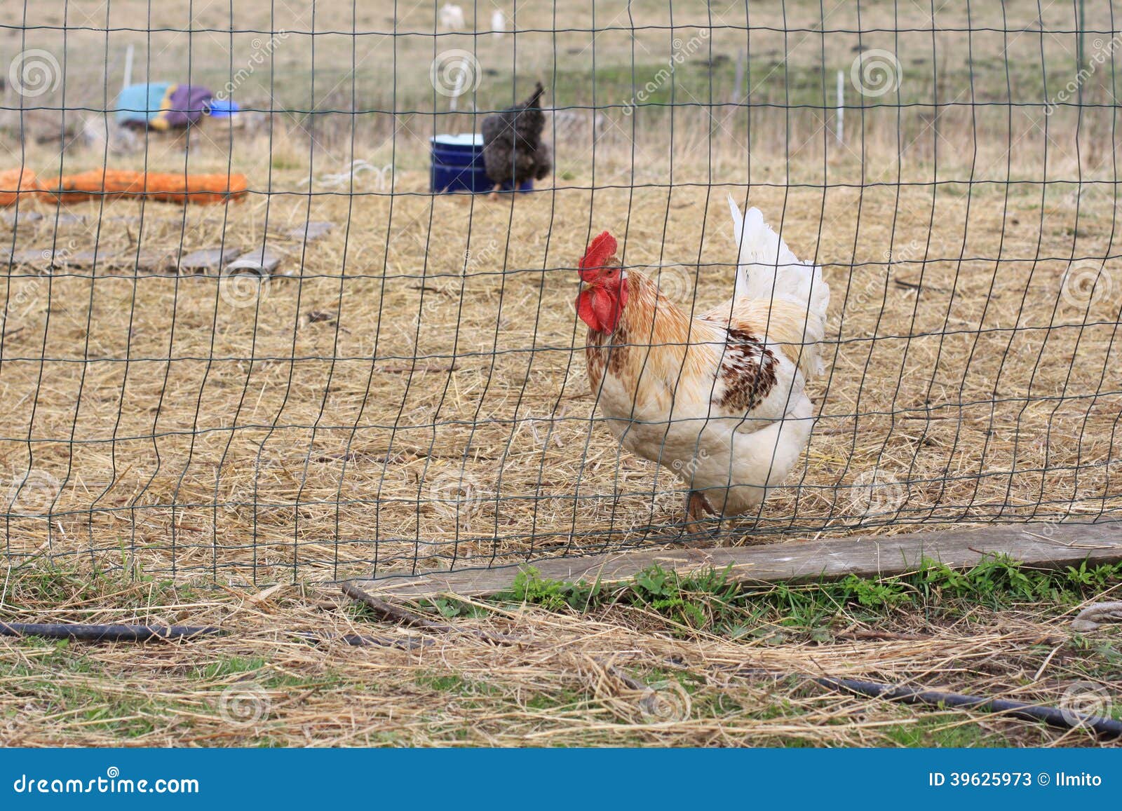 Chicken in nature stock image. Image of beautiful, head - 39625973