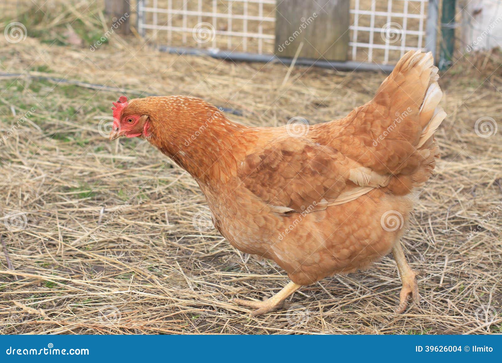 Chicken in nature stock photo. Image of asian, couple - 39626004