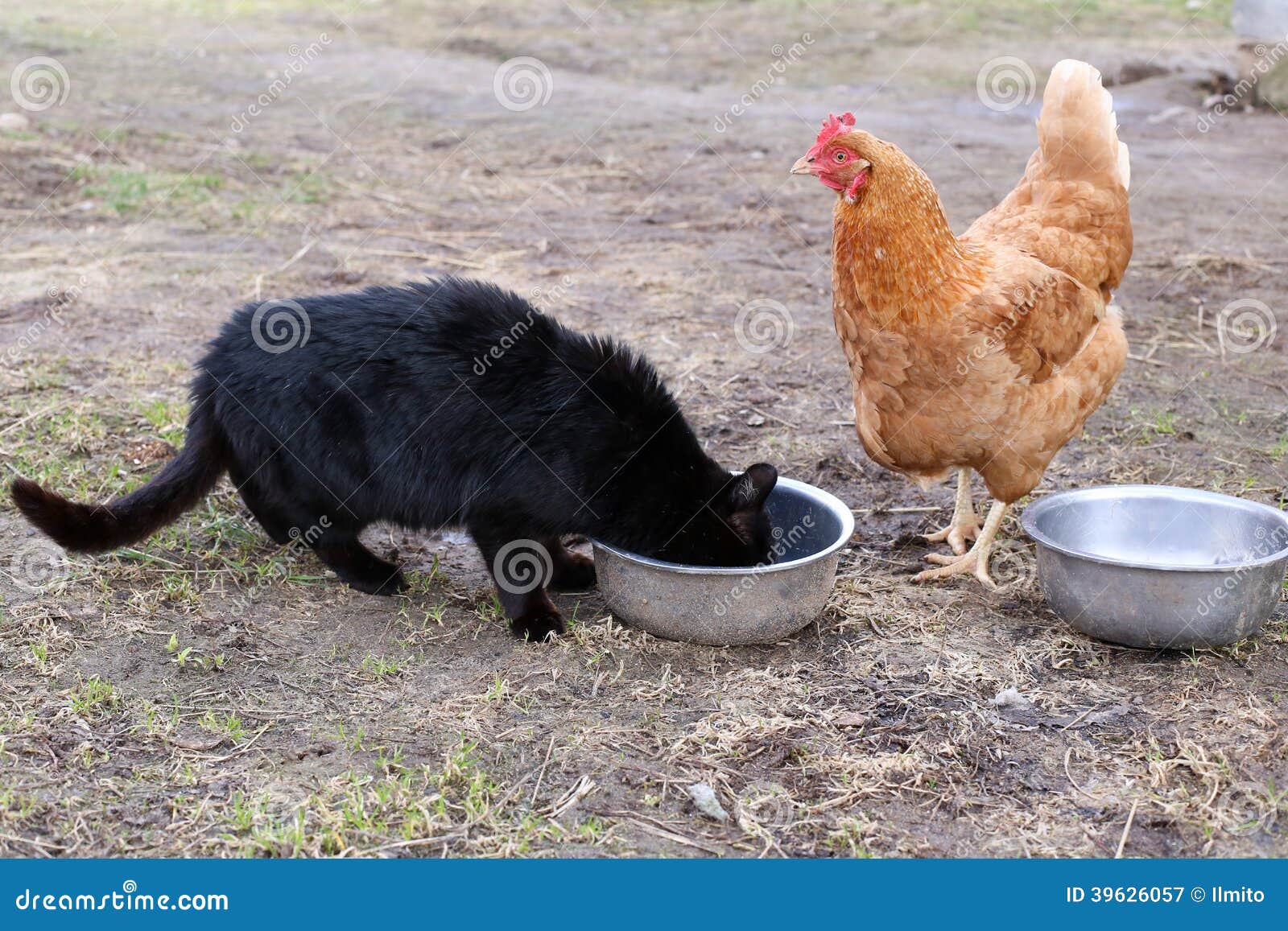 Chicken in nature with Cat stock image. Image of agriculture - 39626057