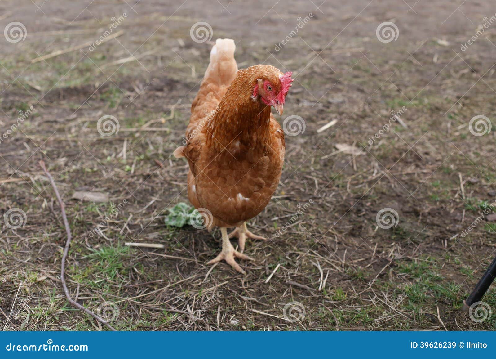 Chicken in nature stock image. Image of cockrel, beautiful - 39626239
