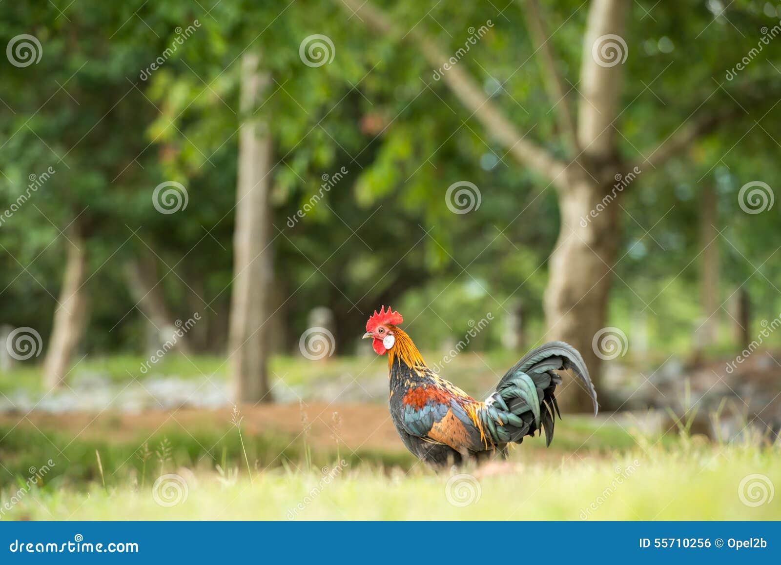 Chicken in Nature , Open Farm Stock Photo - Image of close, colorful ...