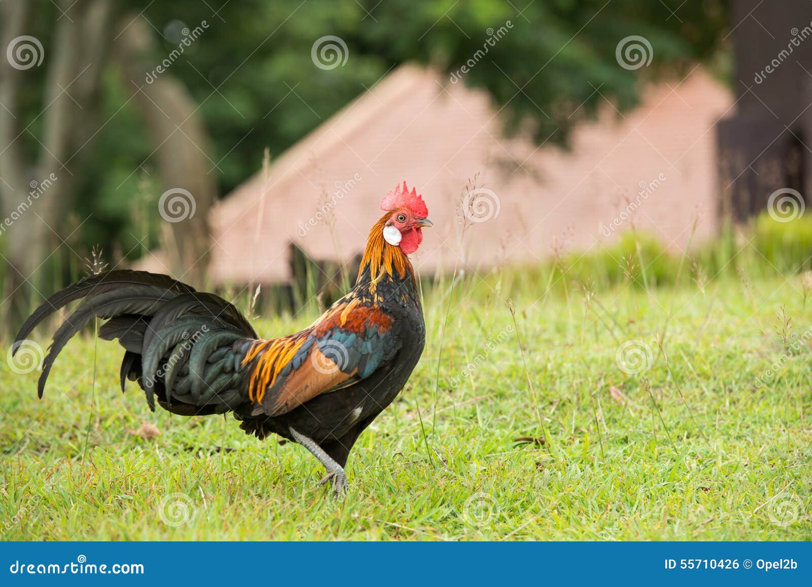 Chicken in Nature , Open Farm Stock Photo - Image of biofarm, animal ...