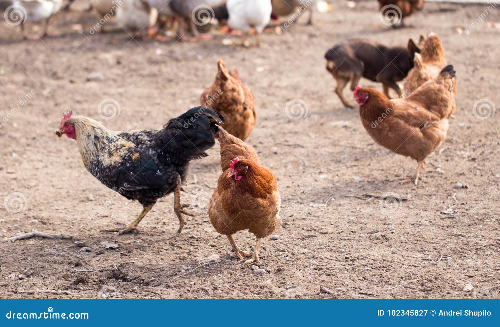 Chicken on the nature stock image. Image of natural - 102345827