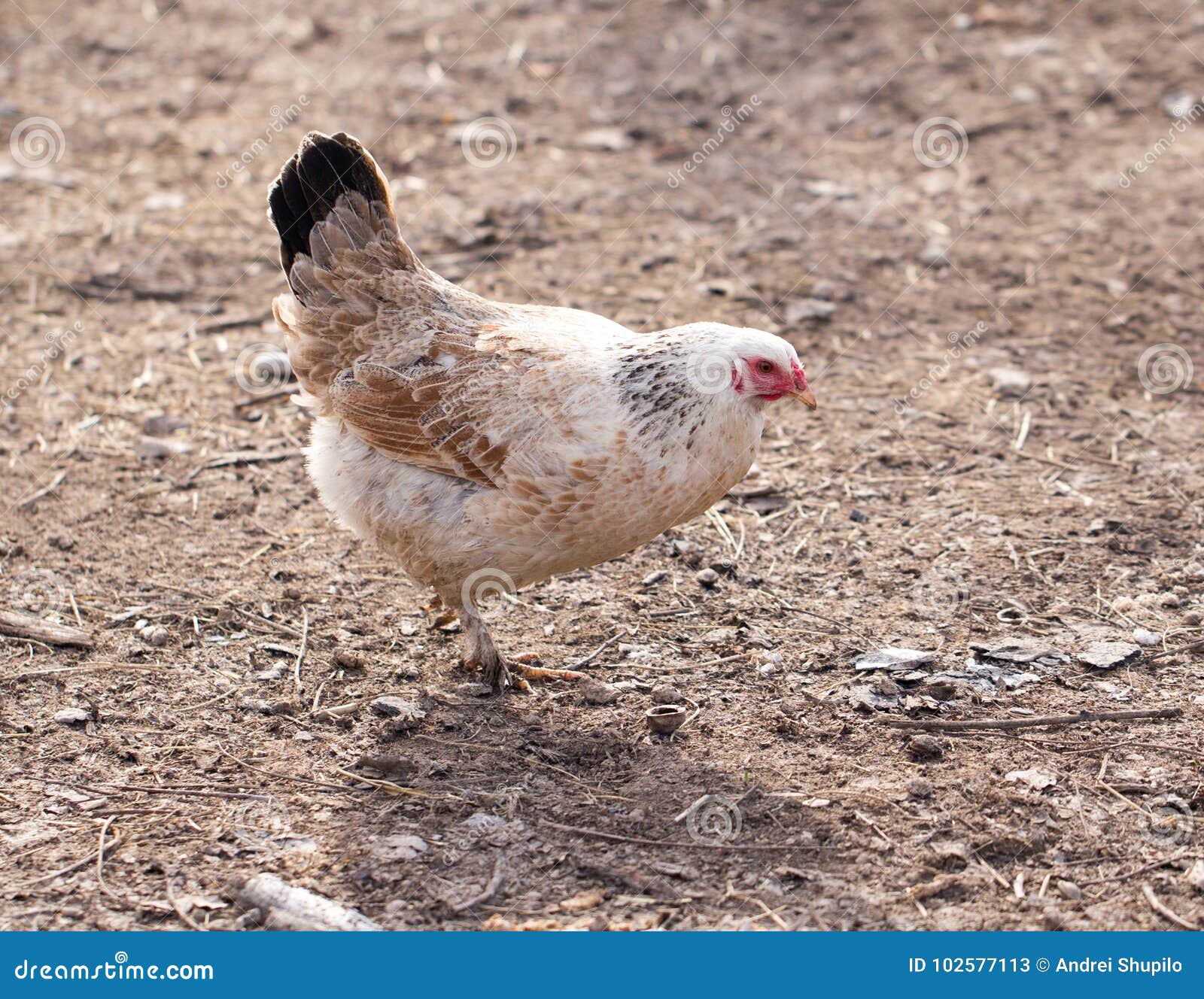 Chicken on the nature stock image. Image of food, laying - 102577113