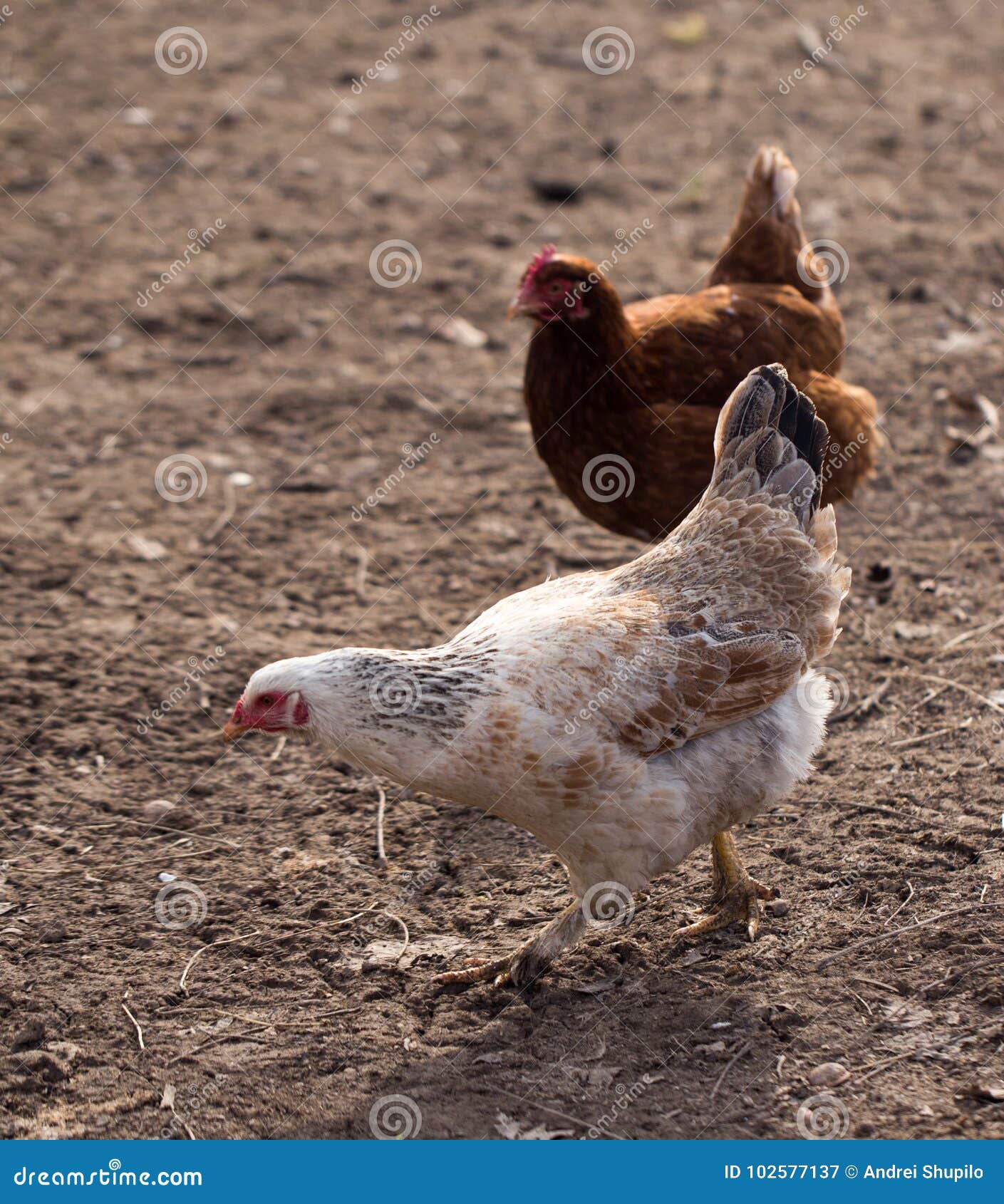 Chicken on the nature stock image. Image of organic - 102577137