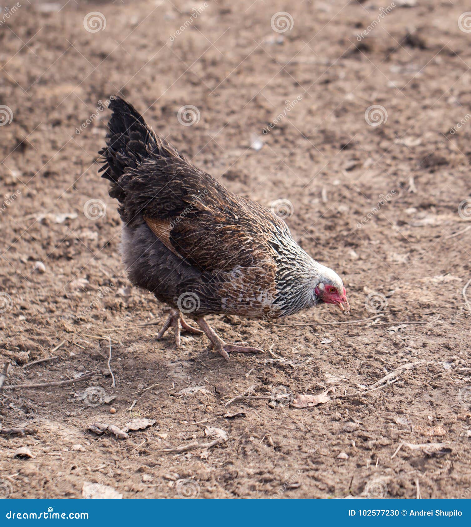 Chicken on the nature stock photo. Image of meadow, agriculture - 102577230