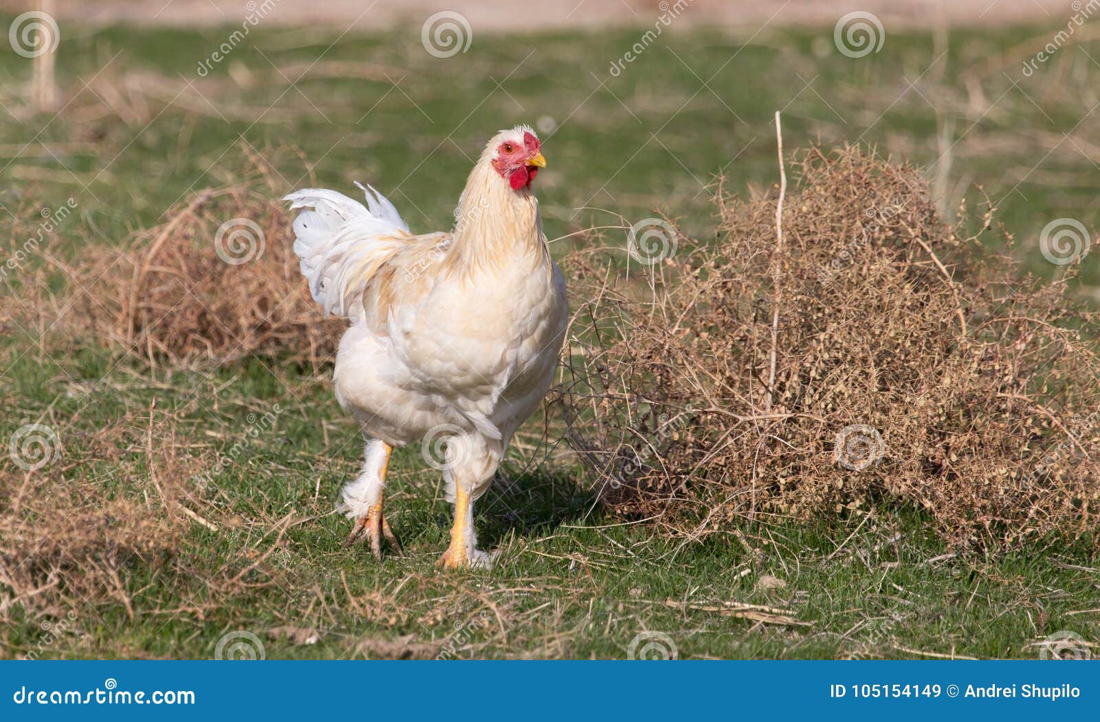 Chicken on the nature stock image. Image of chicken - 105154149