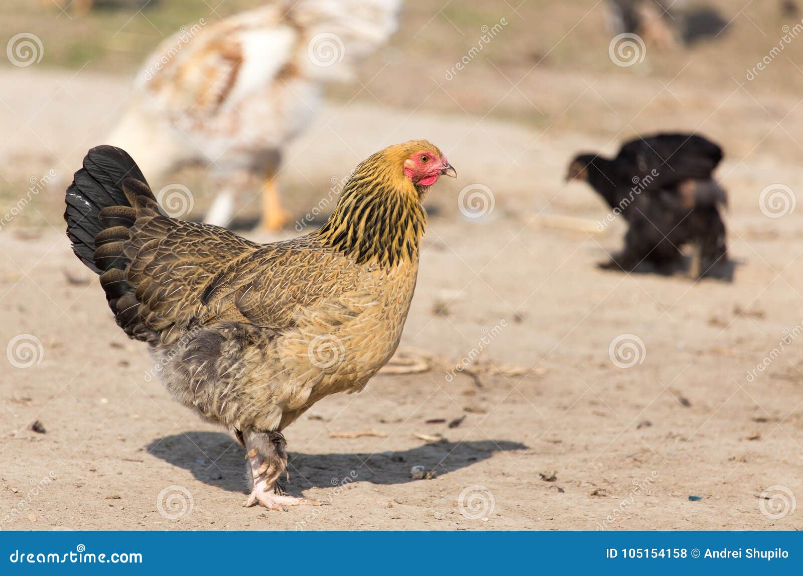 Chicken on the nature stock photo. Image of agriculture - 105154158