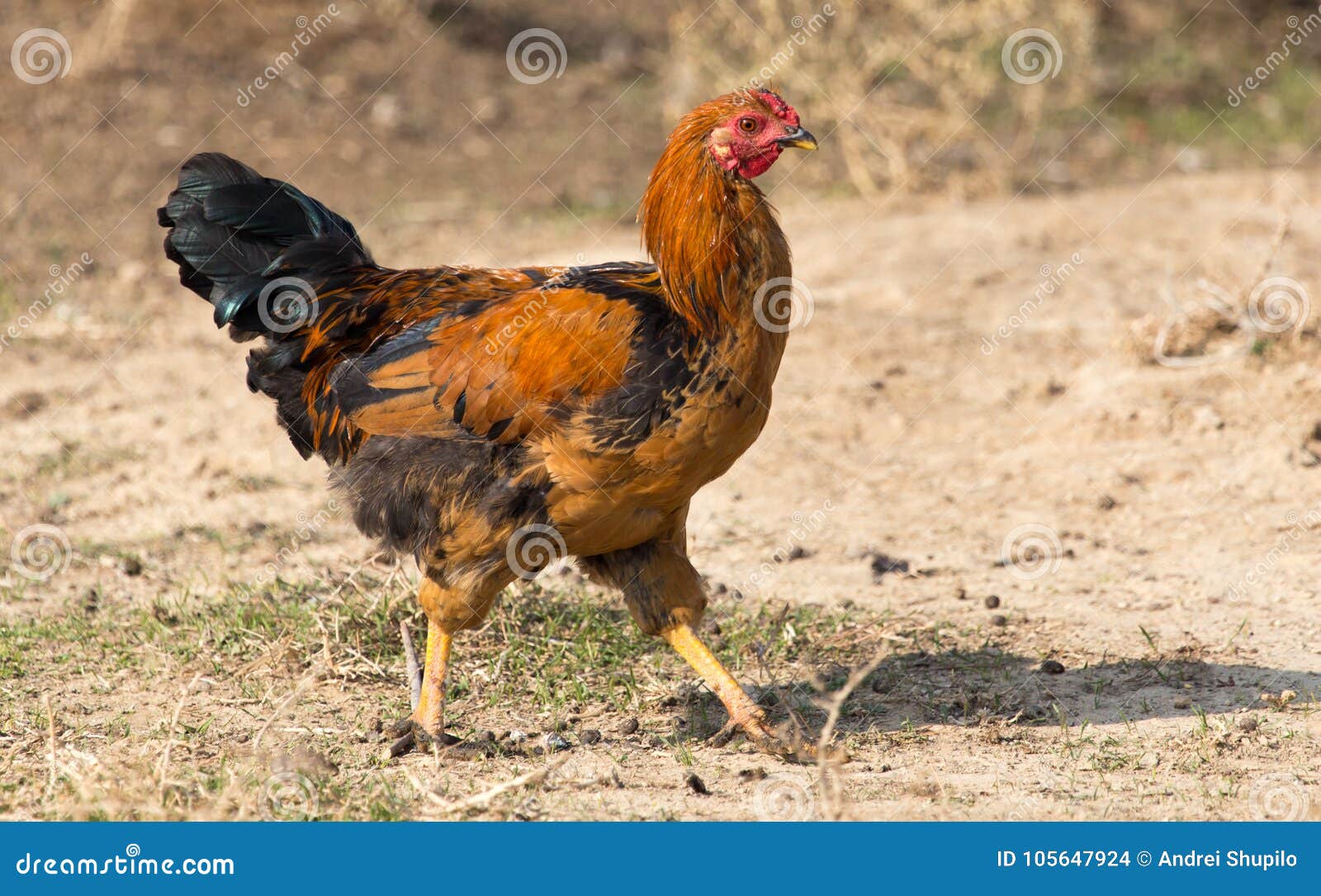 Chicken on the nature stock photo. Image of nature, meat - 105647924