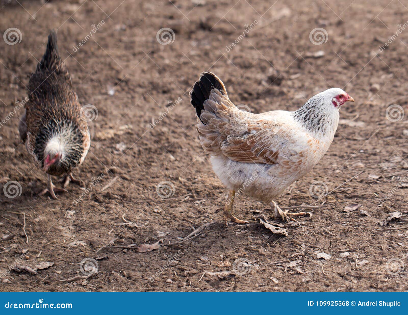 Chicken on the nature stock photo. Image of live, country - 109925568