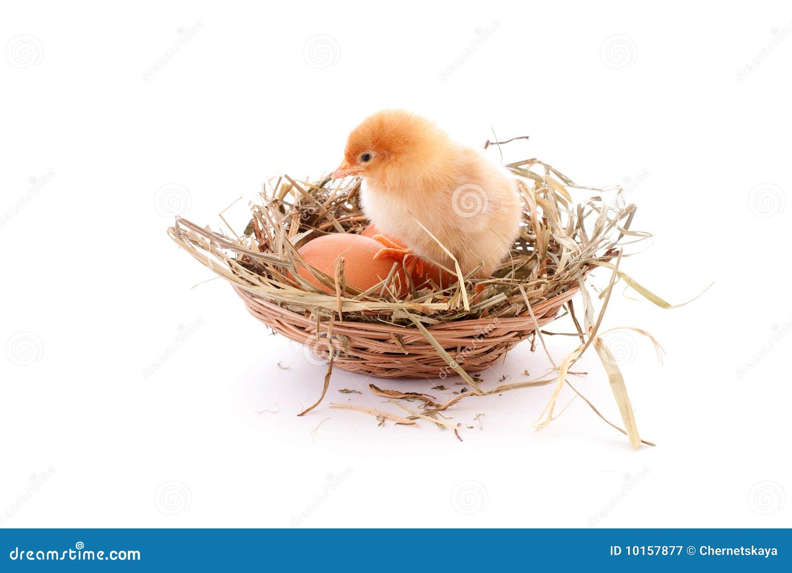 Chicken in nest stock image. Image of white, farm, chicken - 10157877