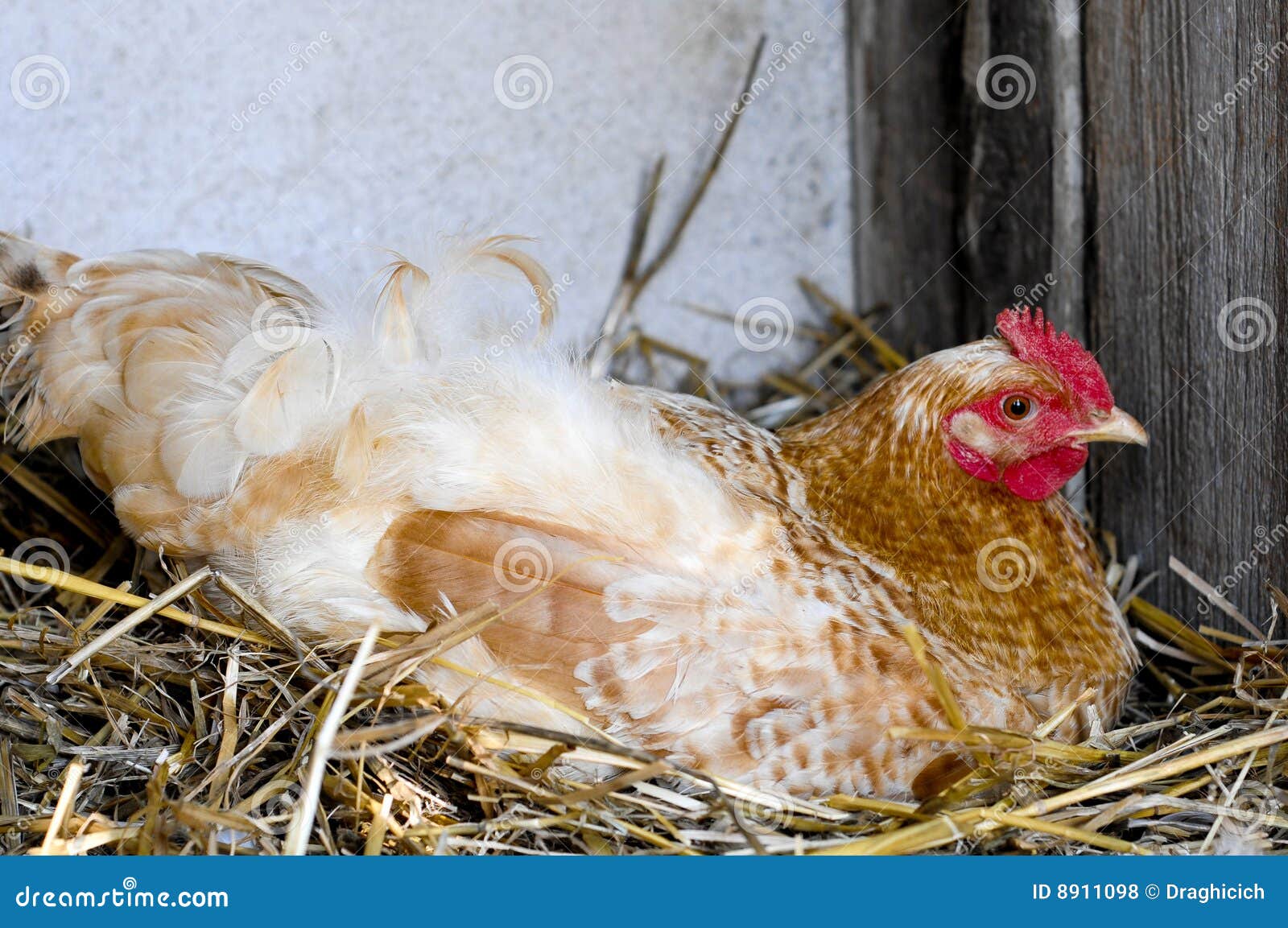 Chicken in nest stock photo. Image of fowl, colorful, background - 8911098
