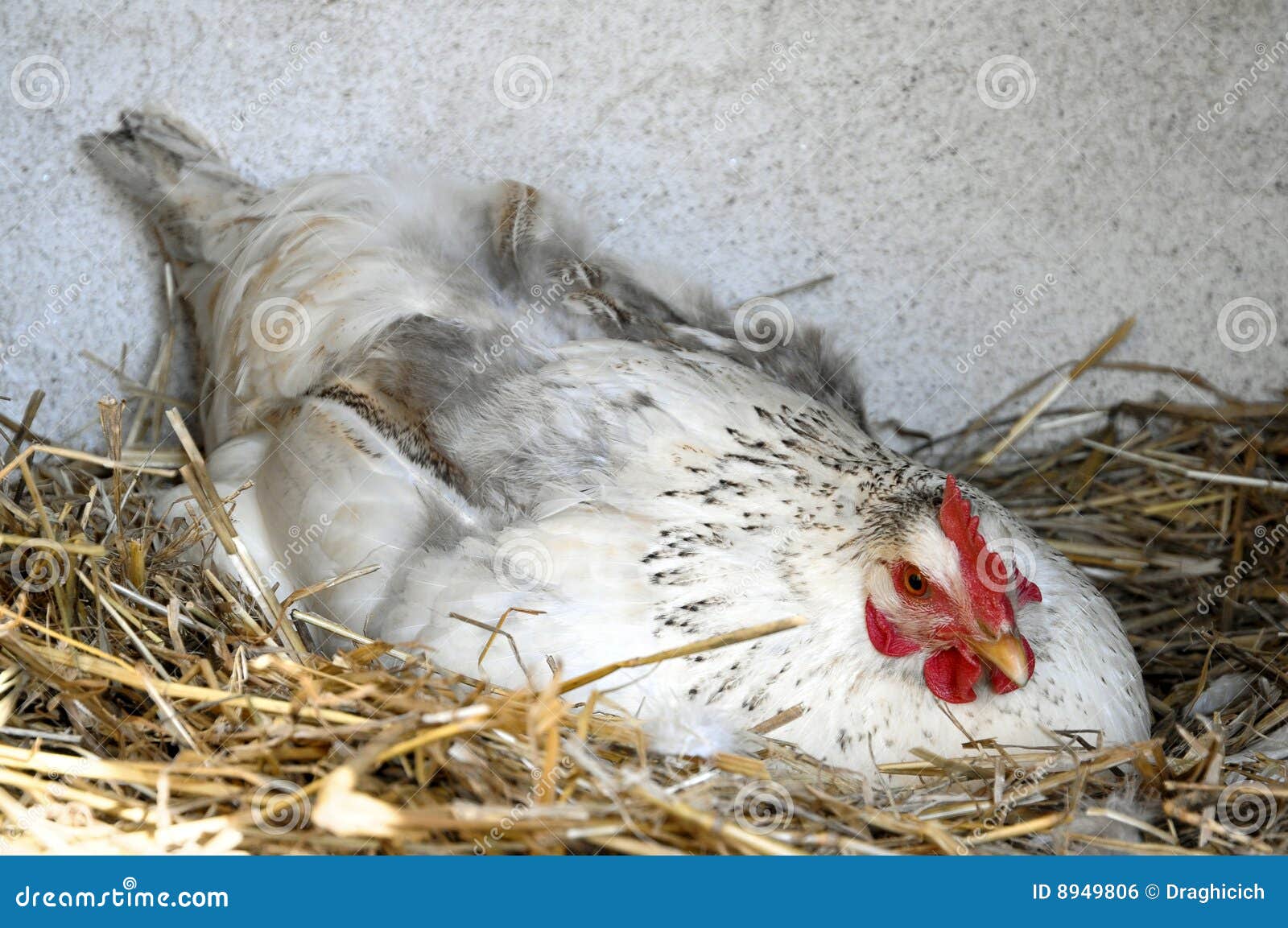 Chicken in nest stock photo. Image of looking, natural - 8949806