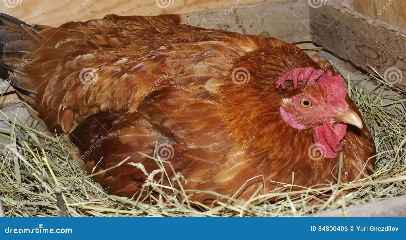 The chicken in the nest stock photo. Image of eggs, chicken - 84800406