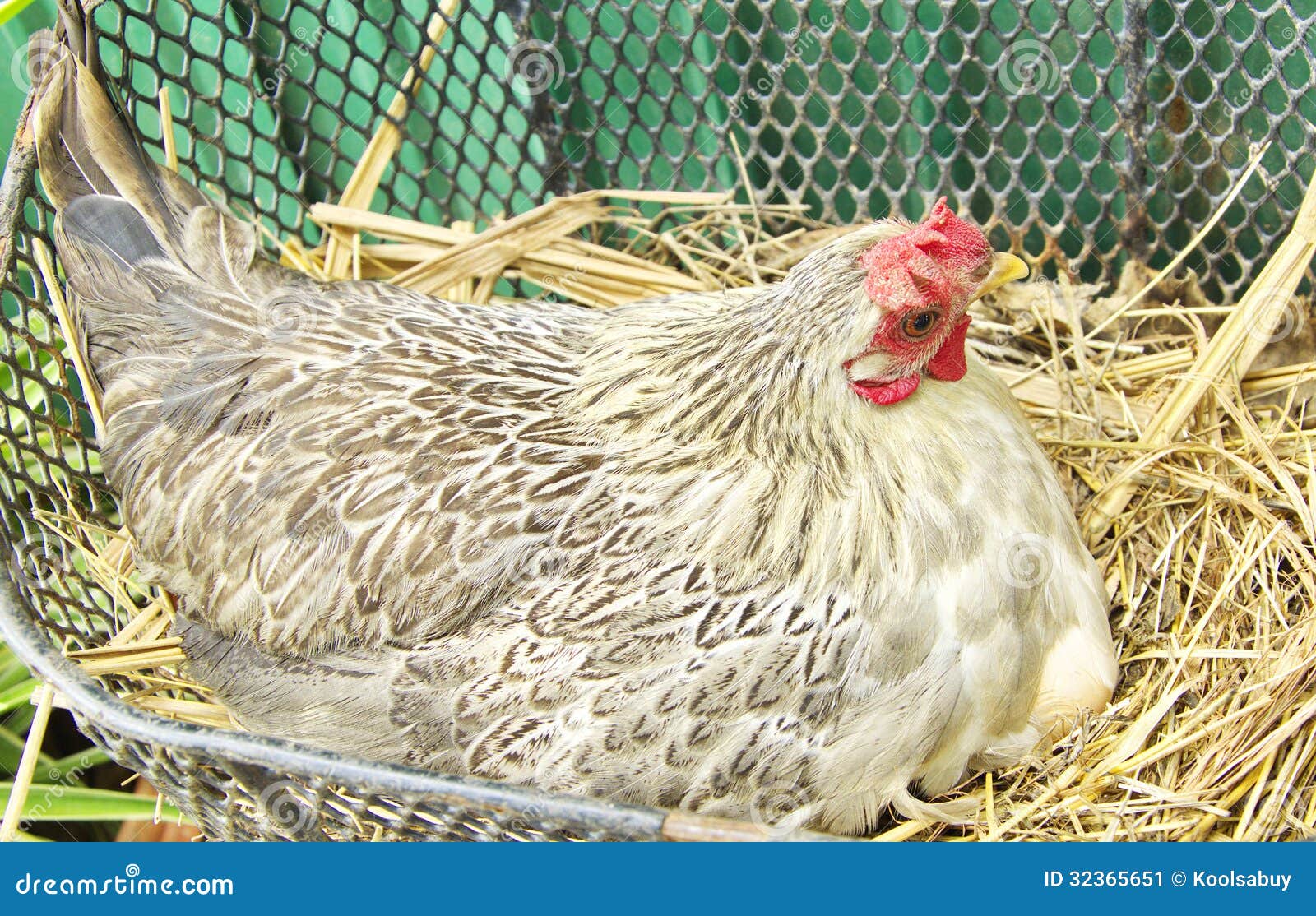Chicken on nest stock image. Image of rural, fowl, animal - 32365651