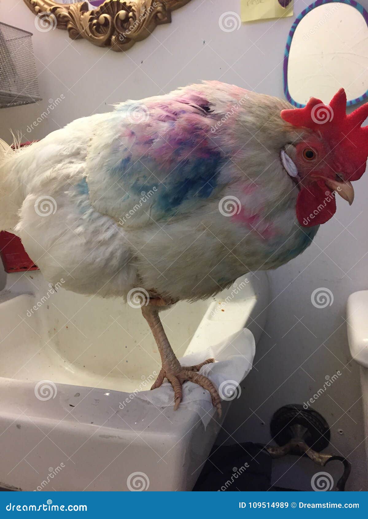 One legged hen stock image. Image of legged, chicken - 109514989