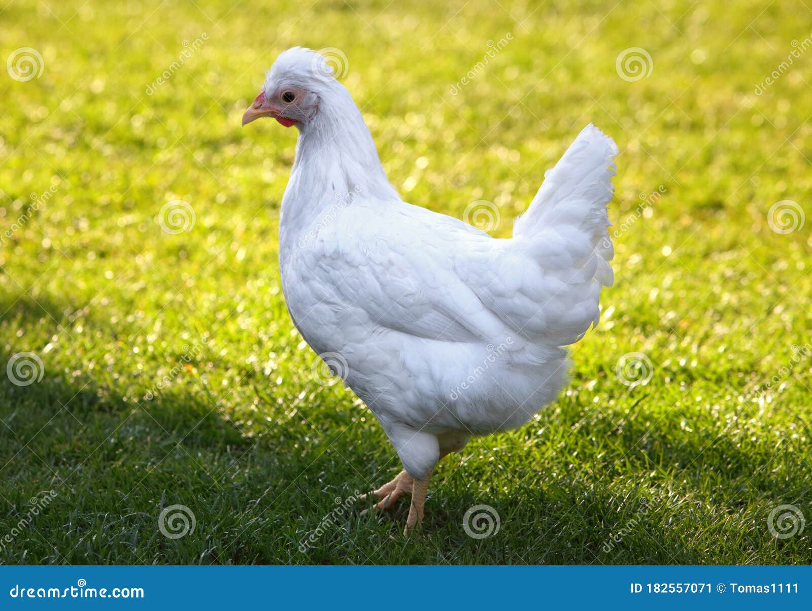 Chicken in Outdoor on Grass, Farm Stock Image - Image of natural ...
