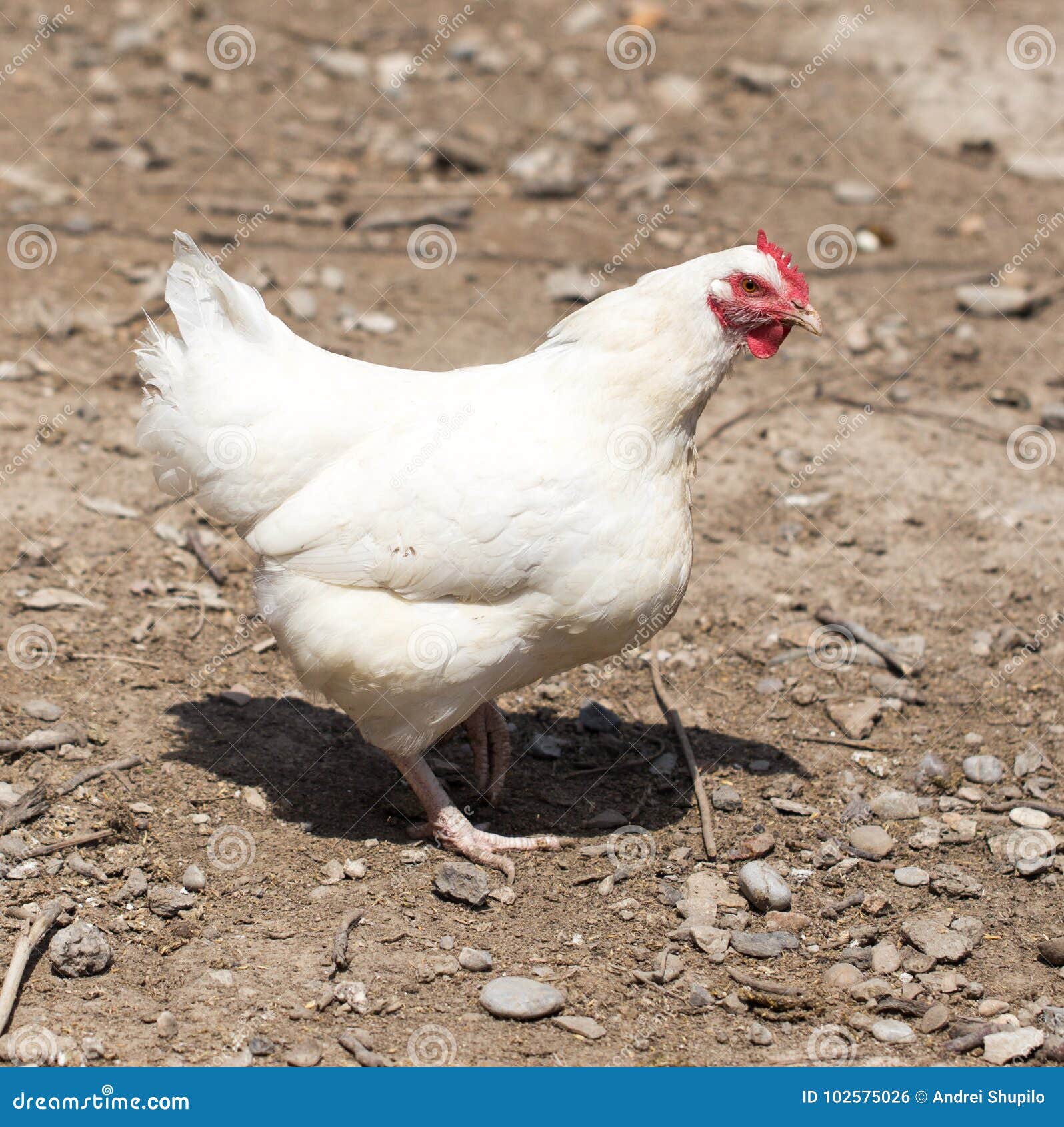 Chicken Outdoors stock photo. Image of domesticus, domestic - 102575026
