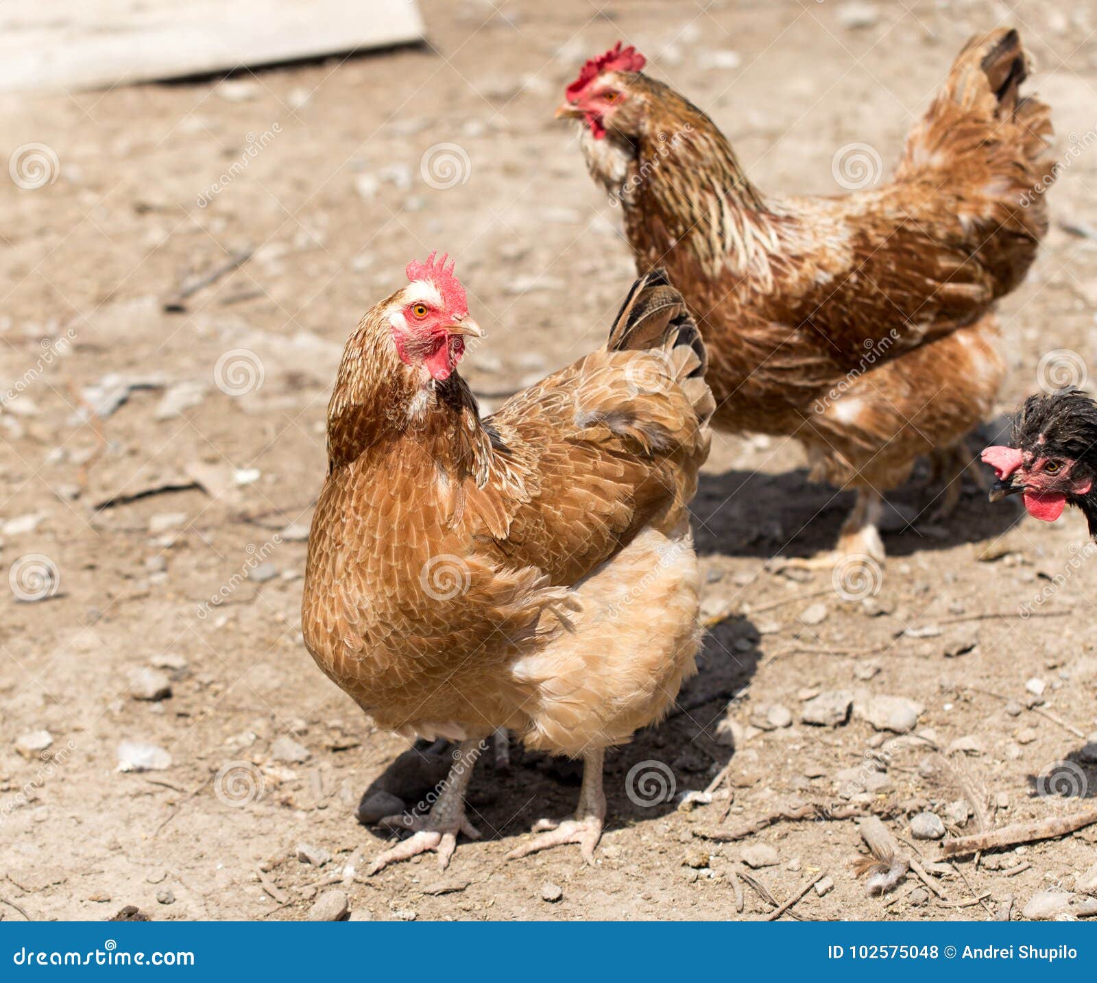 Chicken Outdoors stock photo. Image of country, beak - 102575048