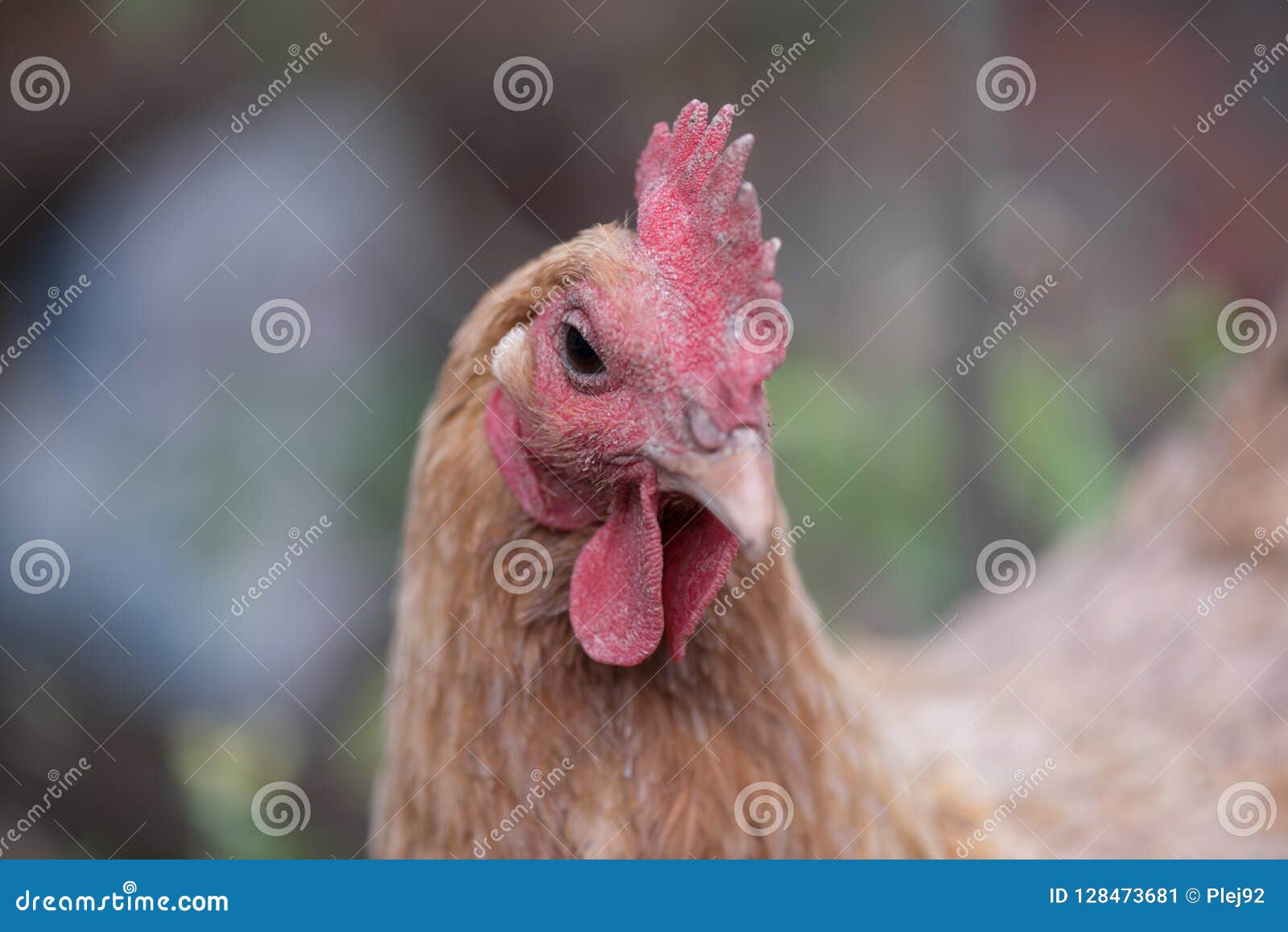 Chicken Outside in a Farm Looking at Camera Stock Image - Image of ...
