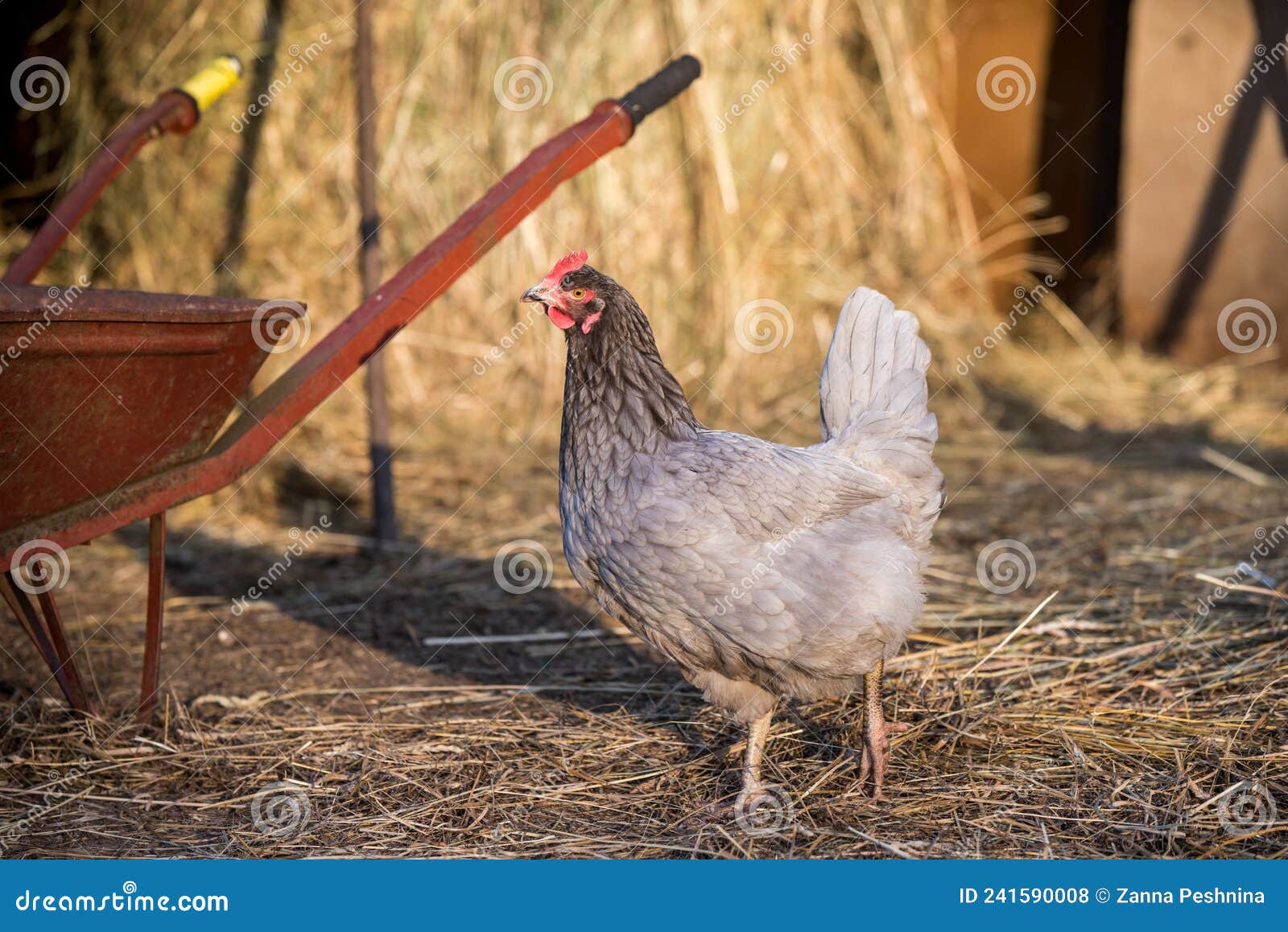 Chicken Outside in the Village on Nature Stock Photo - Image of rural ...