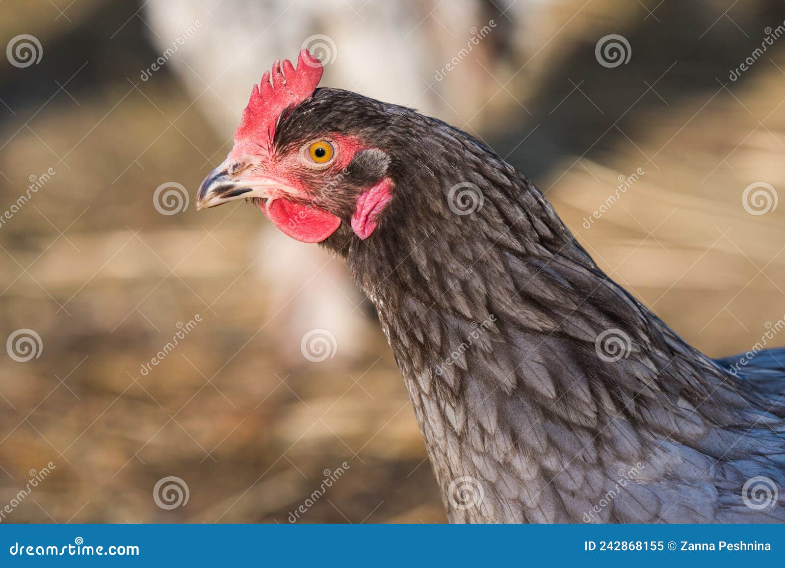 Chicken Outside in the Village on Nature Stock Image - Image of ...