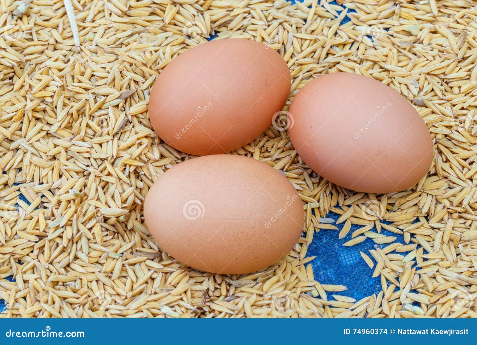 Chicken with paddy stock photo. Image of brown, farm - 74960374