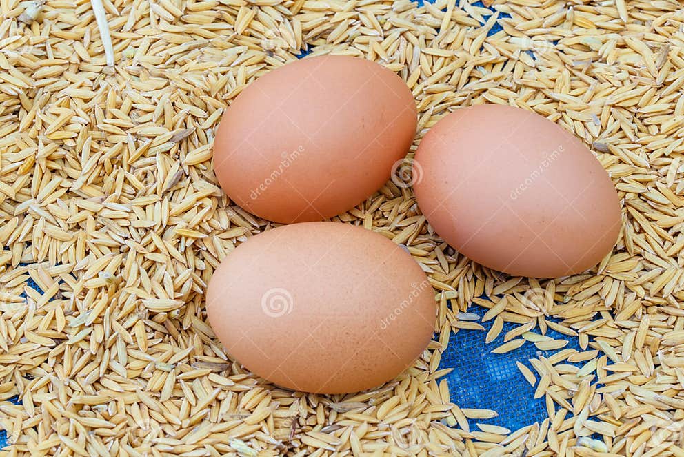 Chicken with paddy stock photo. Image of brown, farm - 74960374