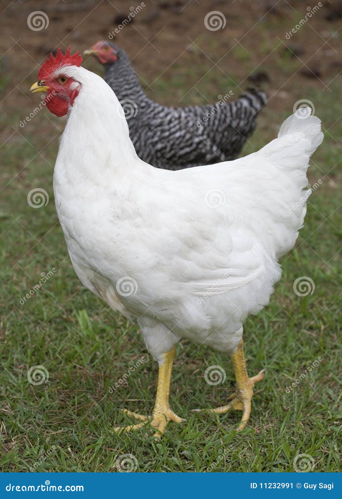 Chicken pair stock image. Image of green, feathers, grass - 11232991