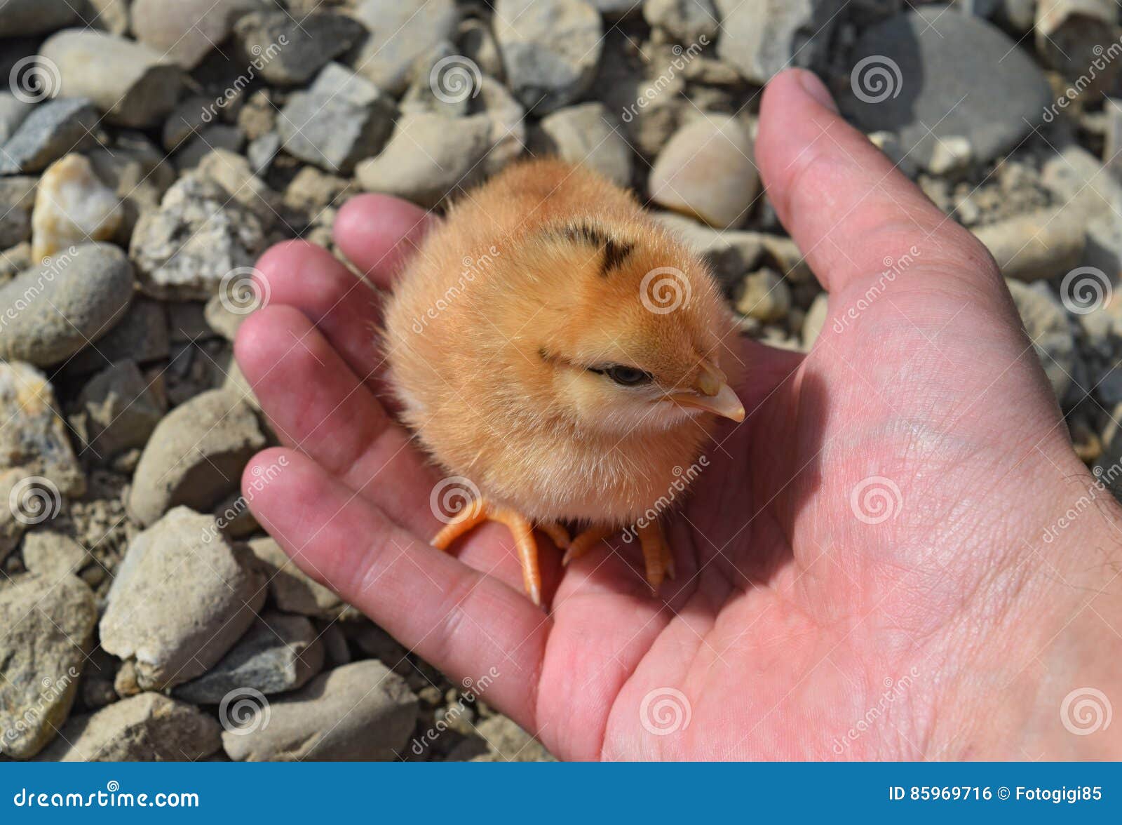 Chicken in a palm stock photo. Image of feathers, care - 85969716