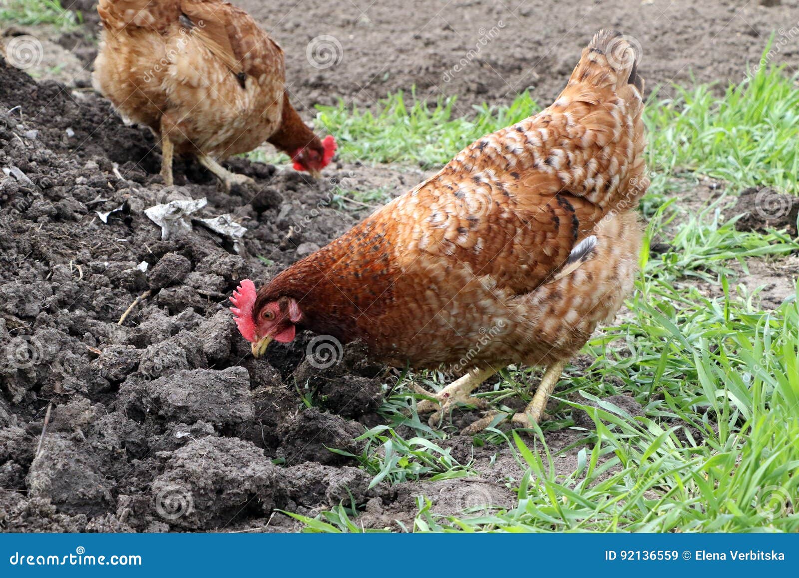 Chicken in the pasture stock image. Image of meat, outdoor - 92136559