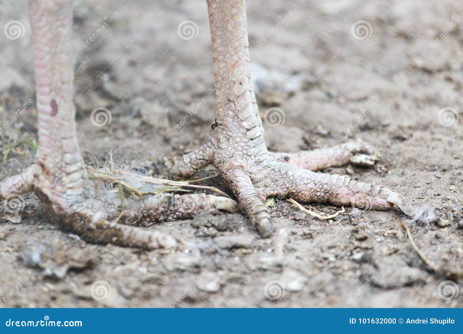Chicken paw stock photo. Image of live, poultry, animal - 101632000